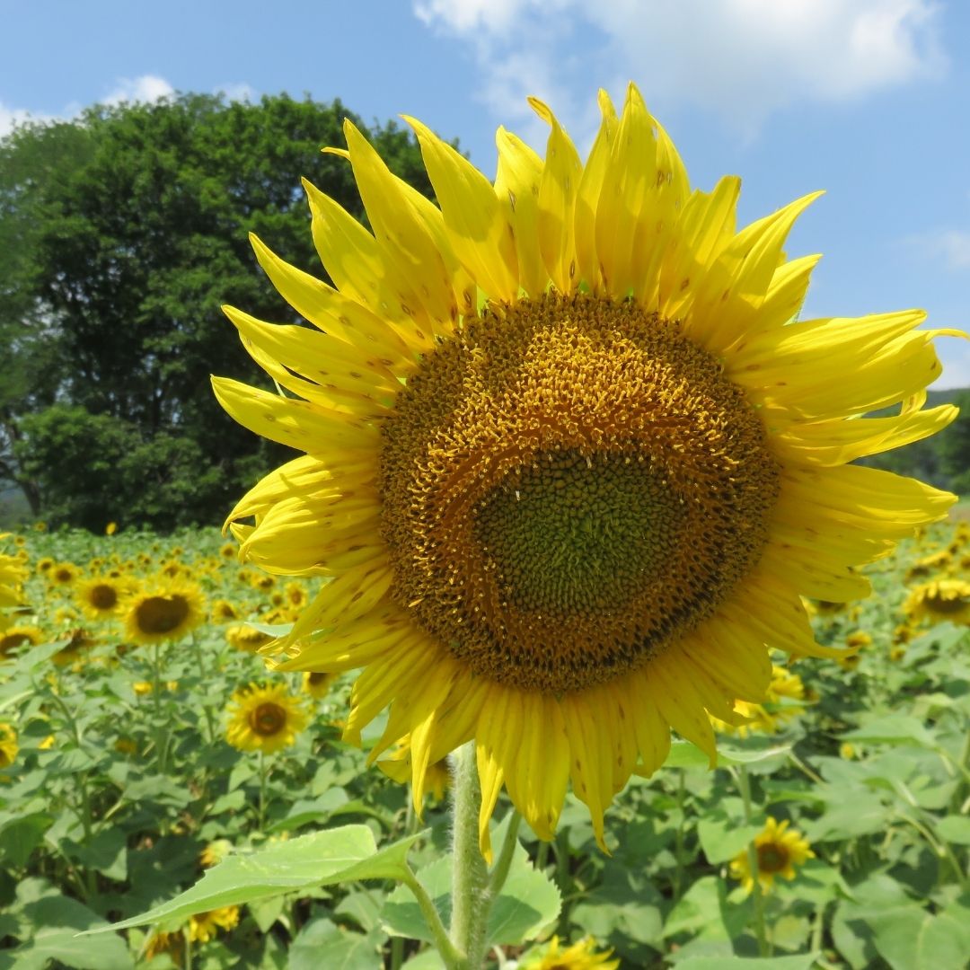 Sunflower Trail Von Thun Farms