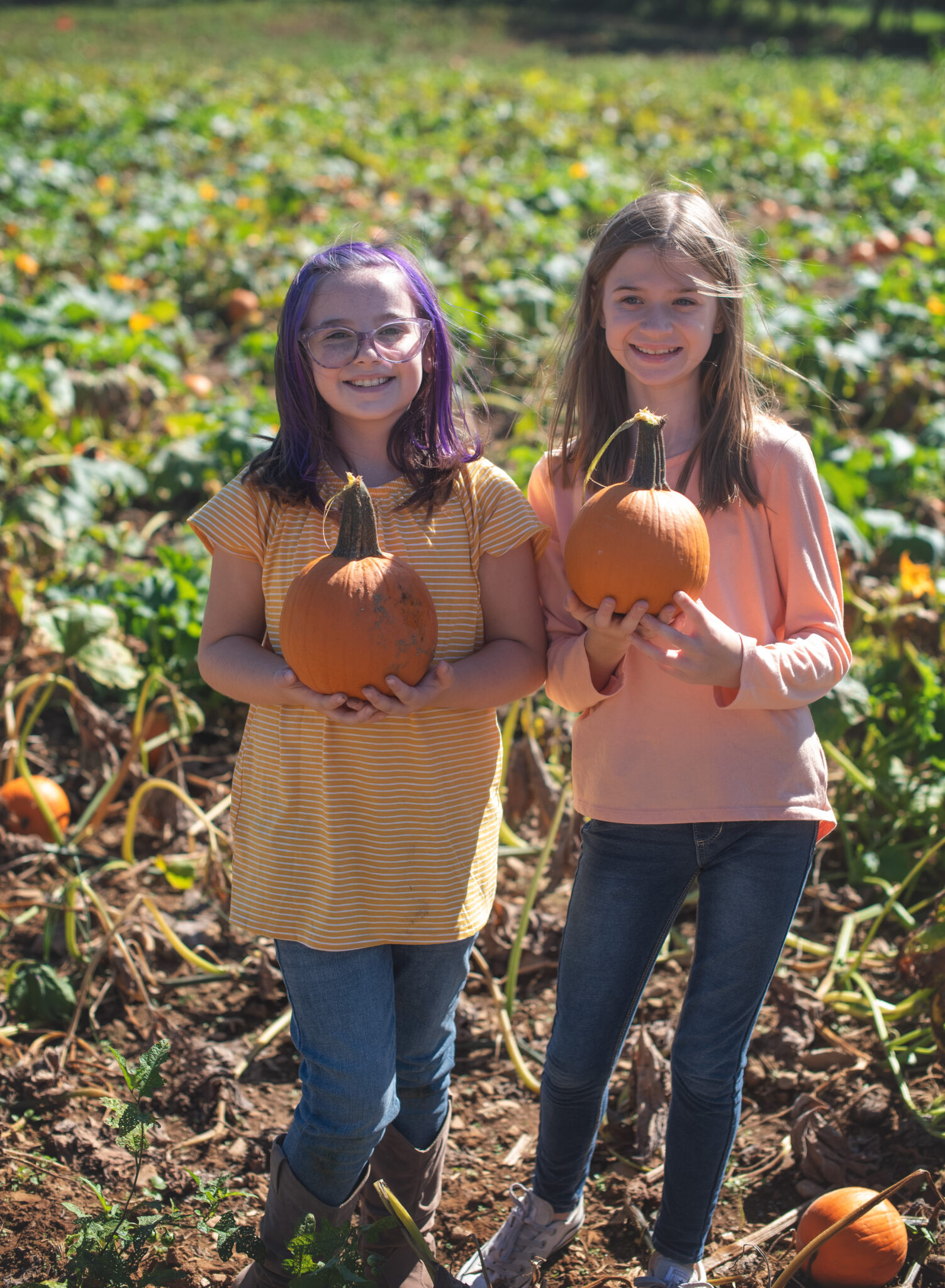 PUMPKIN DUO - Von Thun Farms