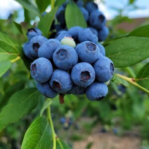 South Brunswick Von Thun Farms